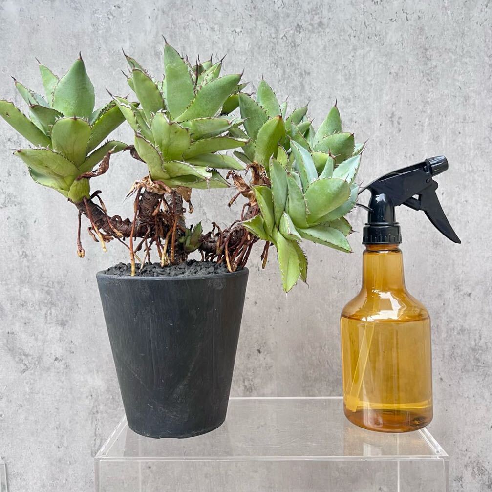 Yahoo!オークション - 【珍品】アガベツリー アガベ フィリグリー agav...