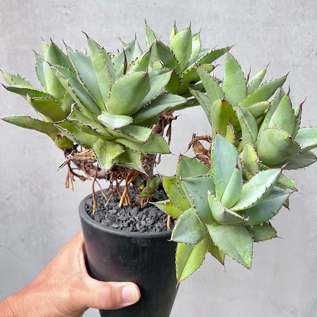 Yahoo!オークション - 【珍品】アガベツリー アガベ フィリグリー agav...