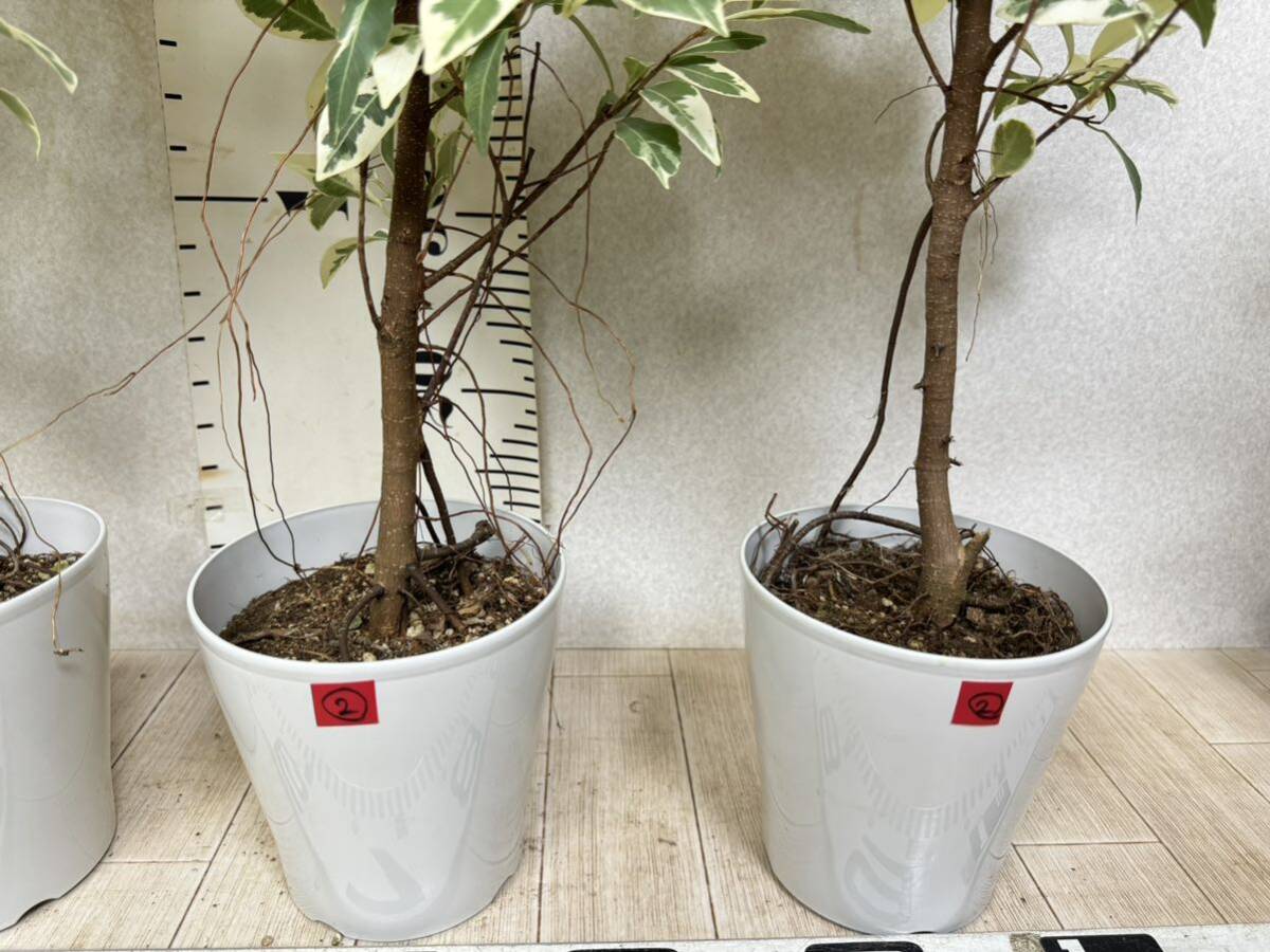 2.斑入りガジュマル 5号 4本セット 現品 送料無料】|Yahoo 2.斑入りガジュマル 5号 4本セット 現品 送料無料】|Yahoo