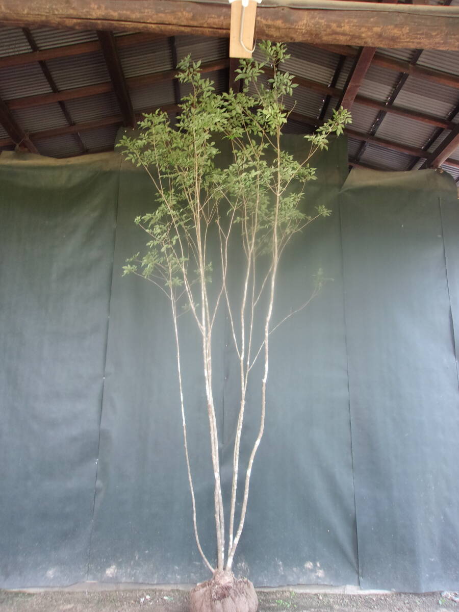 アオダモ 山取 683(植木、庭木)｜売買されたオークション情報、yahooの商品情報をアーカイブ公開 - オークファン（aucfan.com）