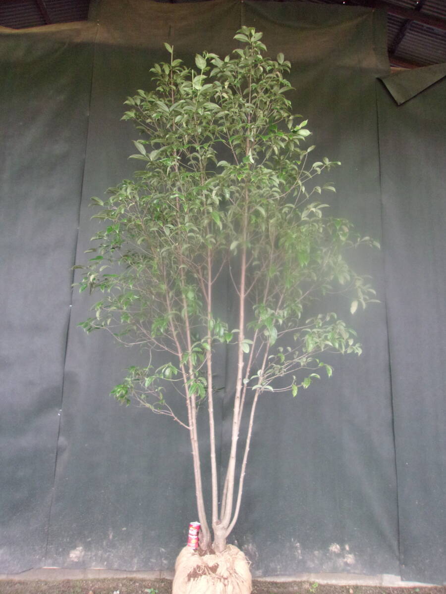 Yahoo!オークション - 常緑ヤマボウシ 689