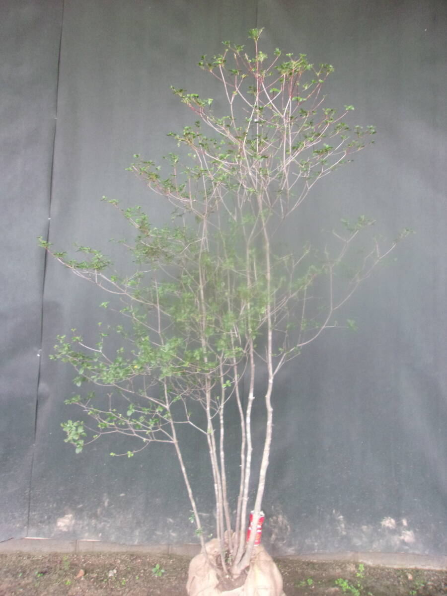 Yahoo!オークション - アブラツツジ 山取 695