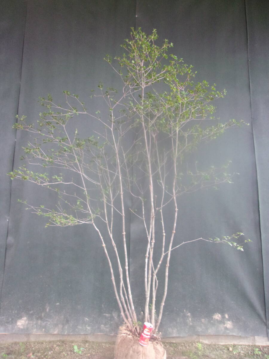 Yahoo!オークション - アブラツツジ 山取 719