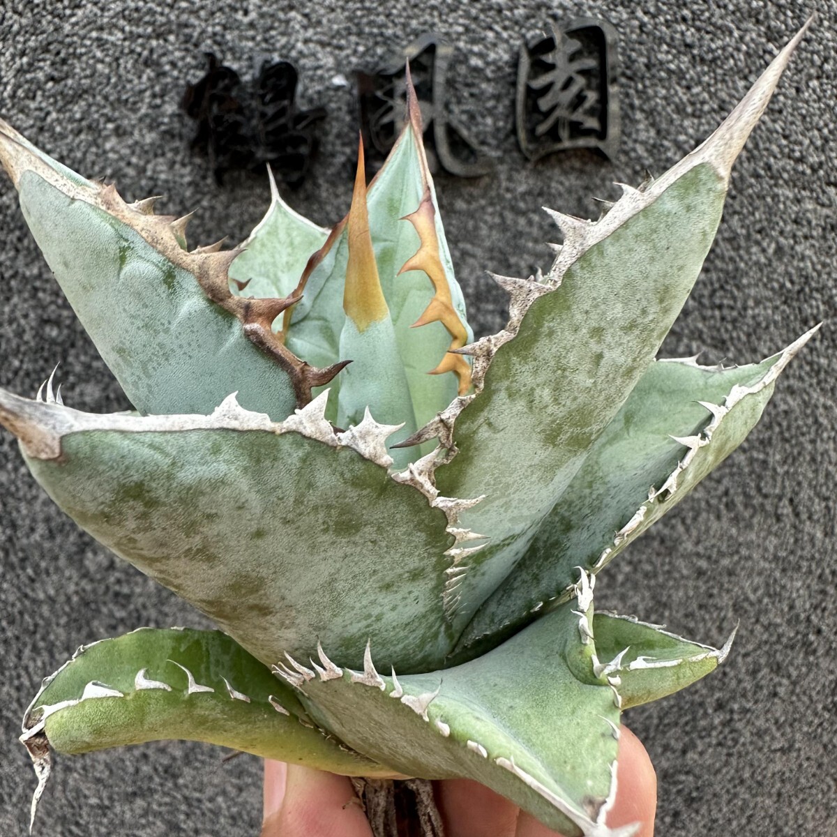 Yahoo!オークション - J49 【鶴風園】 多肉植物 アガベ チタノタ 劍姫 ...