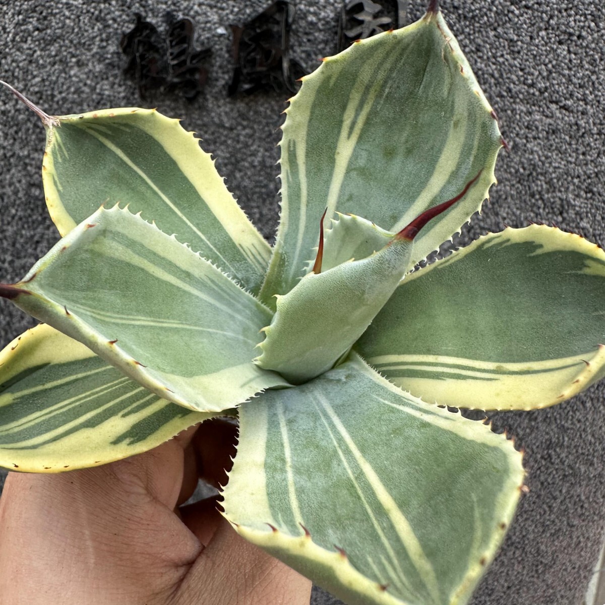 Yahoo!オークション - J56【鶴風園】 特選アガベ パリー トランカータ ...