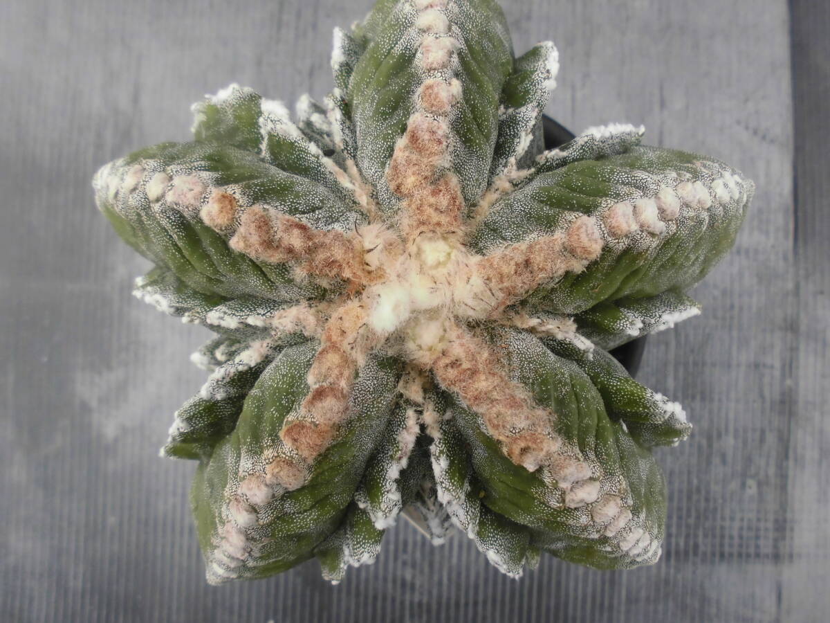 Yahoo!オークション - サボテン47 複隆ランポー