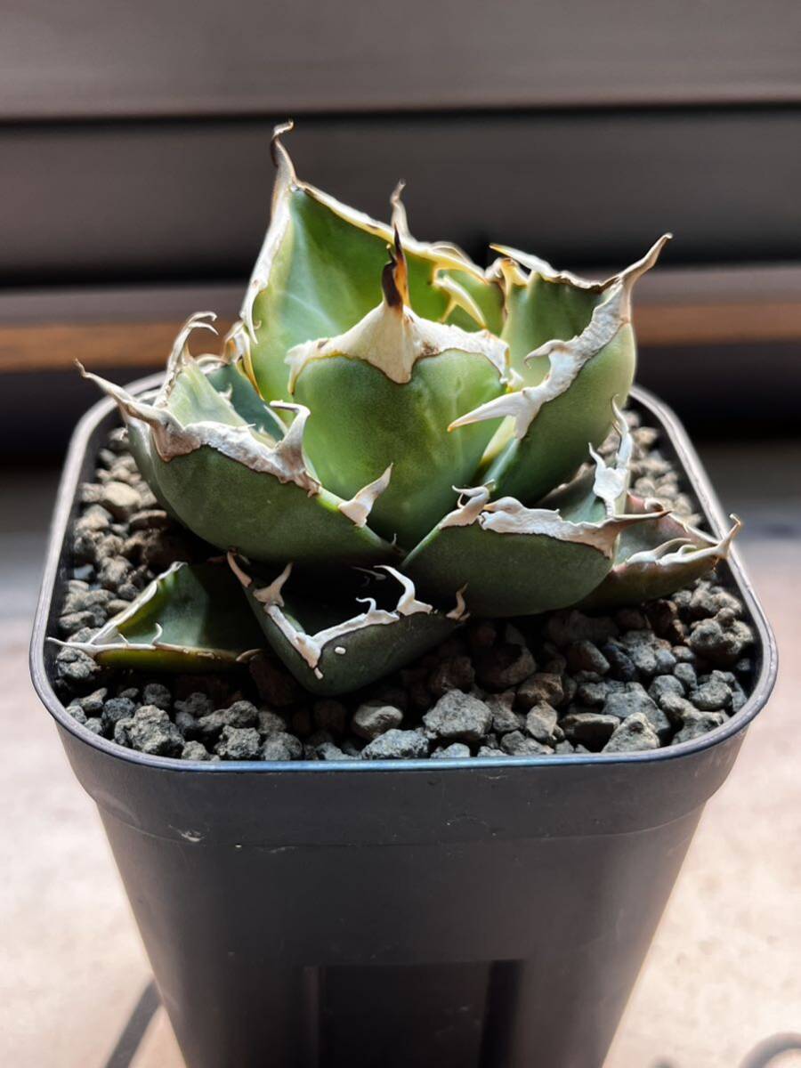 Yahoo!オークション - アガベ チタノタ 鬼爪 LIZE産 中株