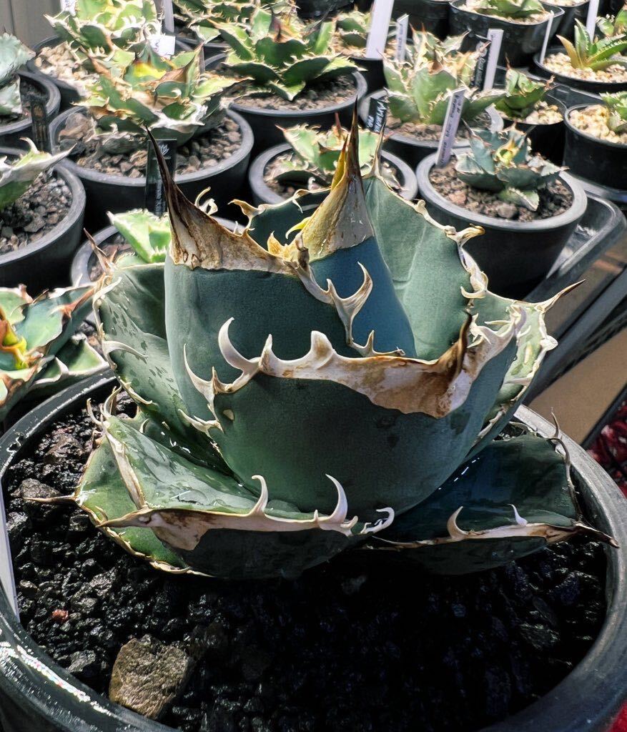 Yahoo!オークション - アガベ チタノタ ブルー 選抜BS1-1 発根済み子株...