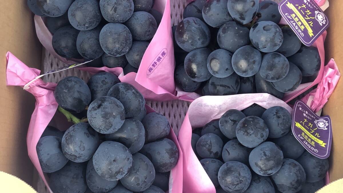 Yahoo!オークション - 長野県産 ぶどう ナガノパープル 超特大 5Lサイ...