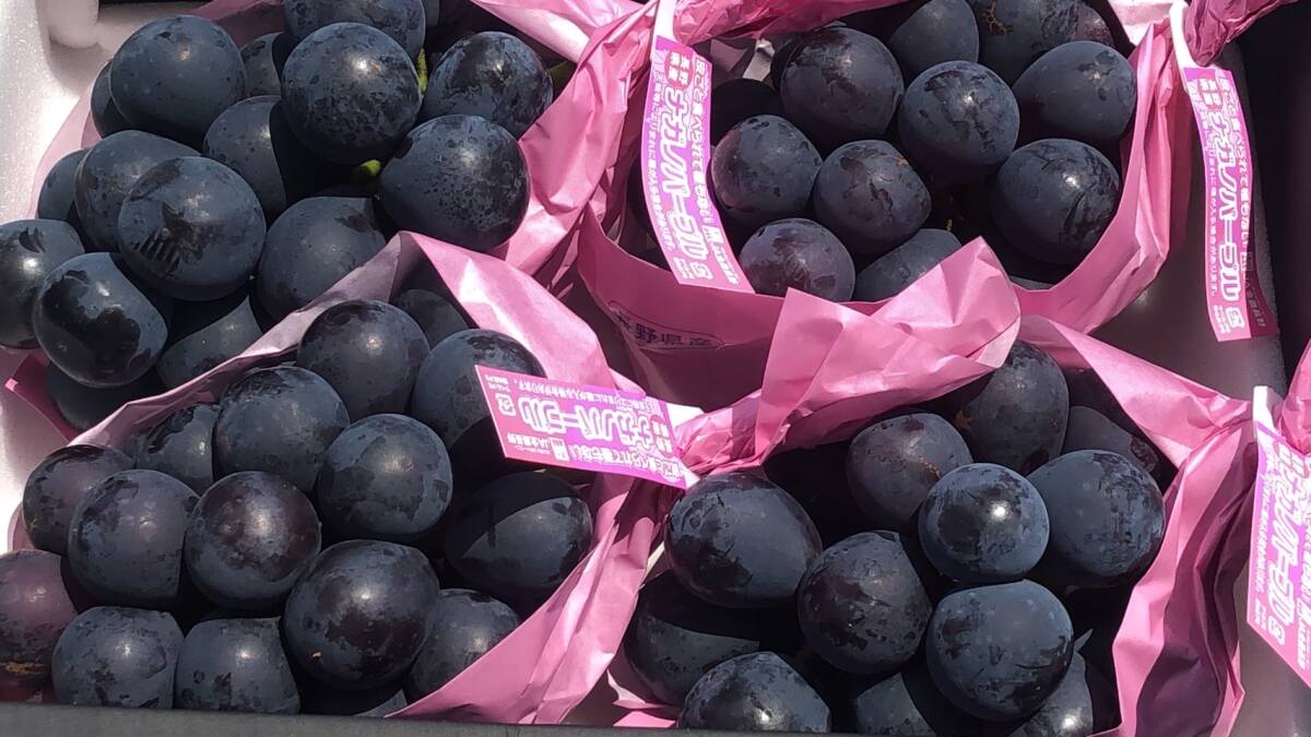 Yahoo!オークション - 長野県産 ぶどう ナガノパープル 大房 3L以上 (4...