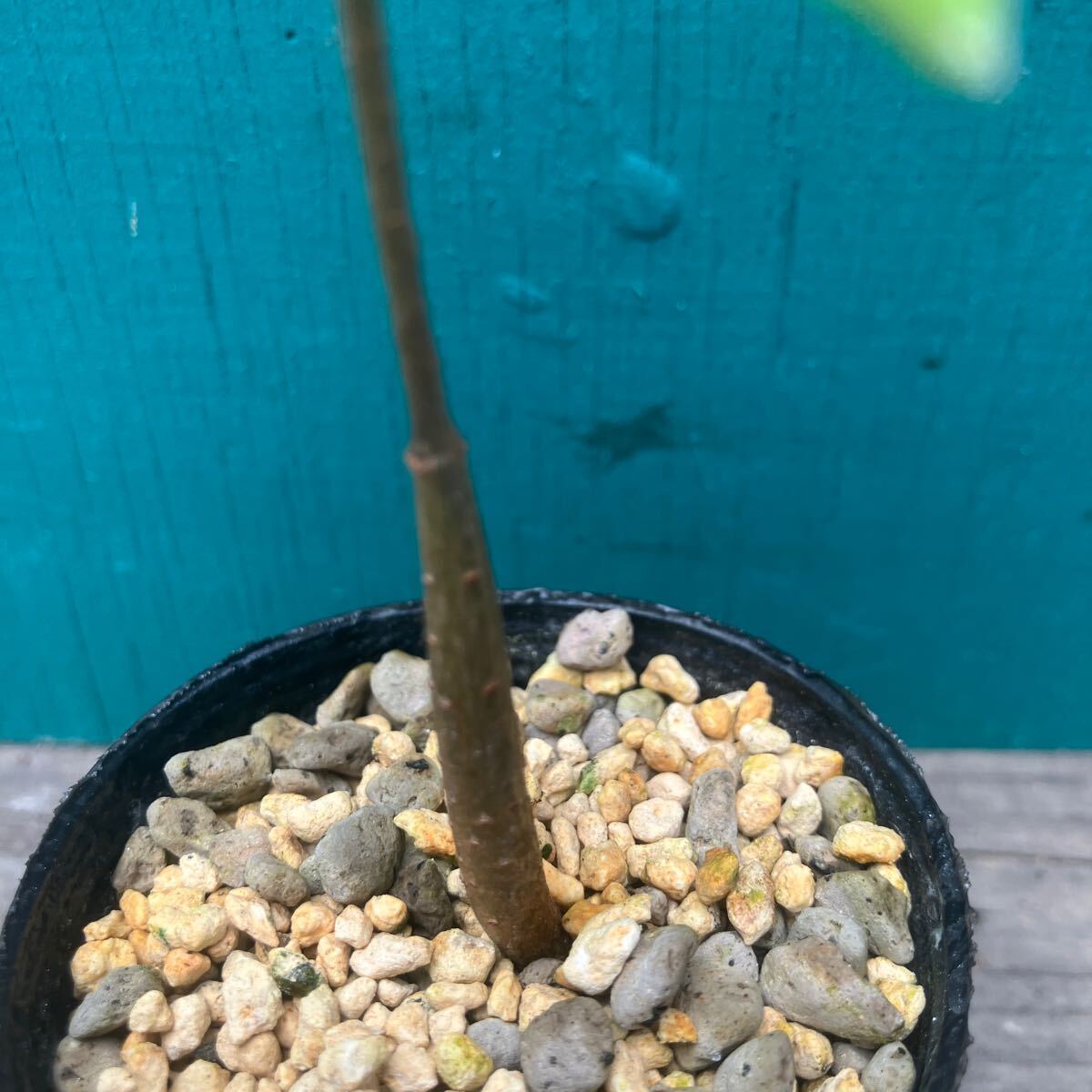 Yahoo!オークション - コミフォラ モンストローサ