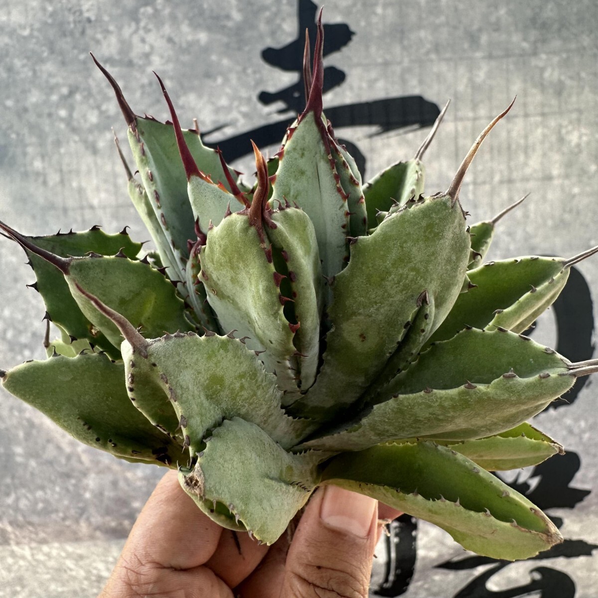 Yahoo!オークション - AR3【青田園芸】多肉植物アガべ ポタトラム キュ...