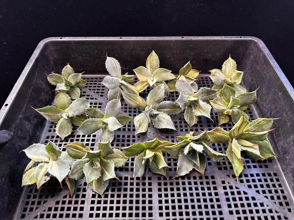 Yahoo!オークション - B48【瀧將plant】多肉植物 アガベ 楊貴妃 雷神錦...