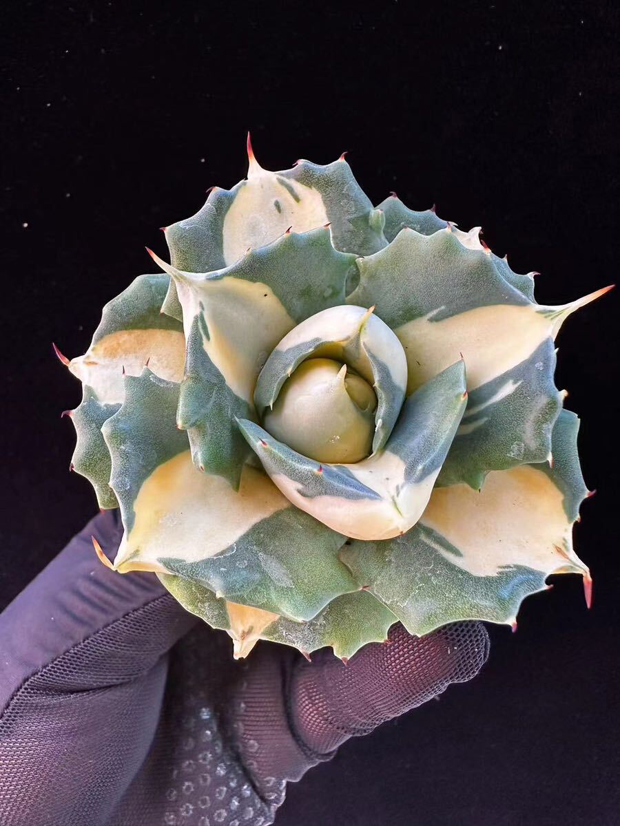 Yahoo!オークション - U21【瀧將plant】多肉植物 アガベ 王妃雷神 黄中...