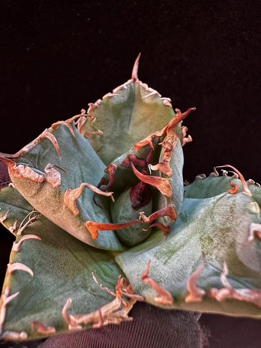 Yahoo!オークション - U29【瀧將plant】多肉植物アガベ チタノタ 魔丸 ...