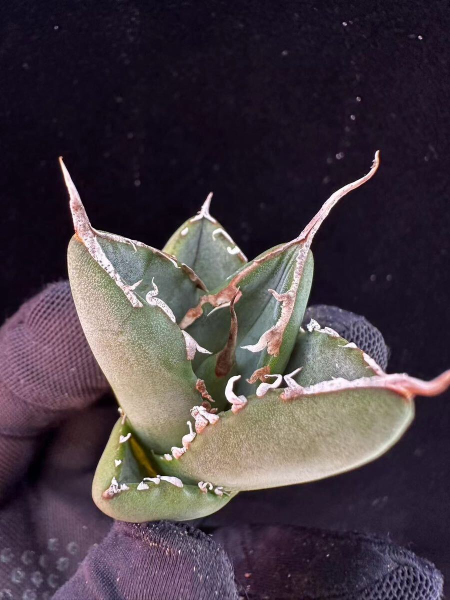 Yahoo!オークション - T36【瀧將plant】多肉植物 アガベ 柊月 agave ti...