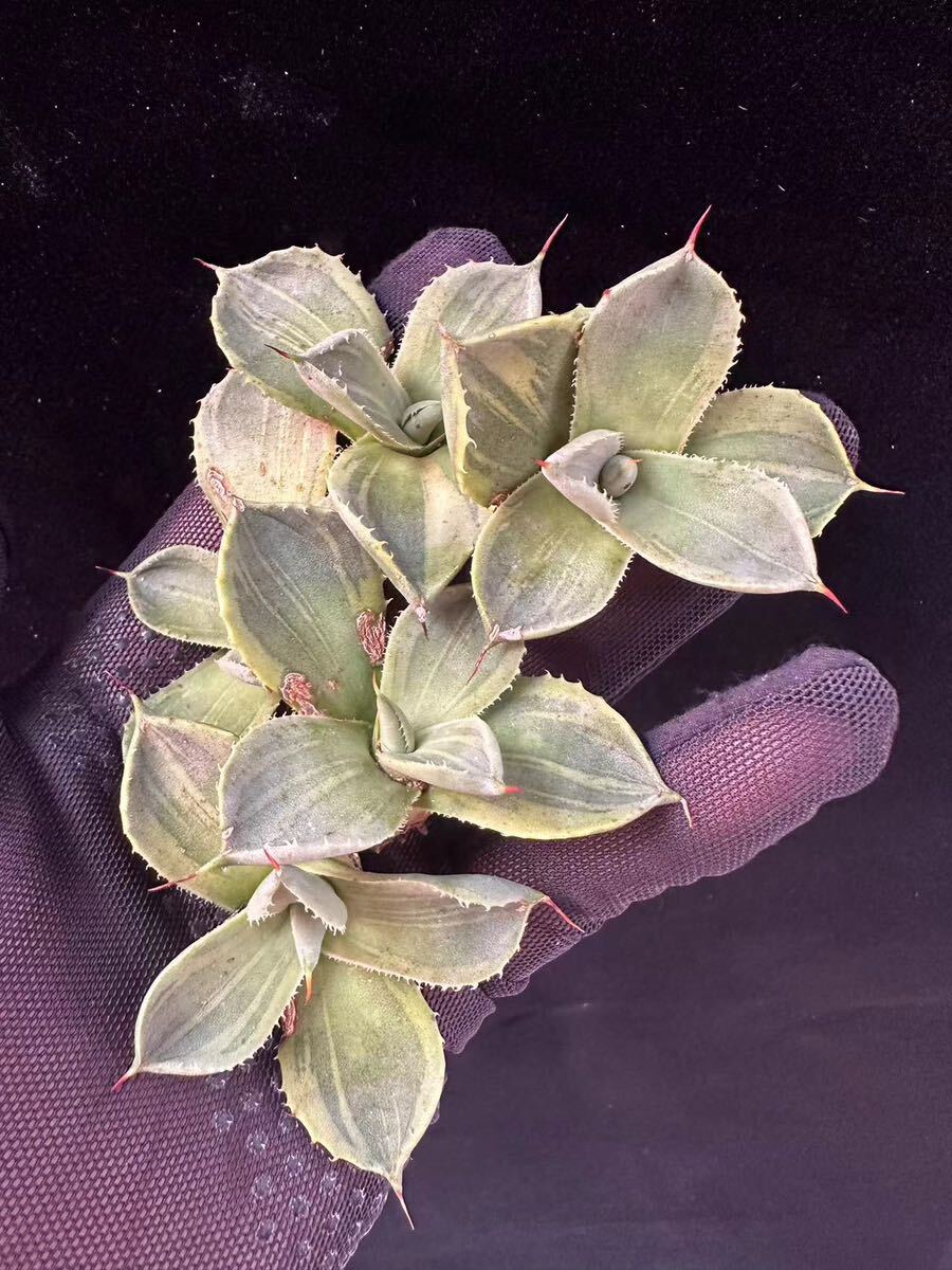 Yahoo!オークション - T73【瀧將plant】多肉植物 アガベ パリー トラン...