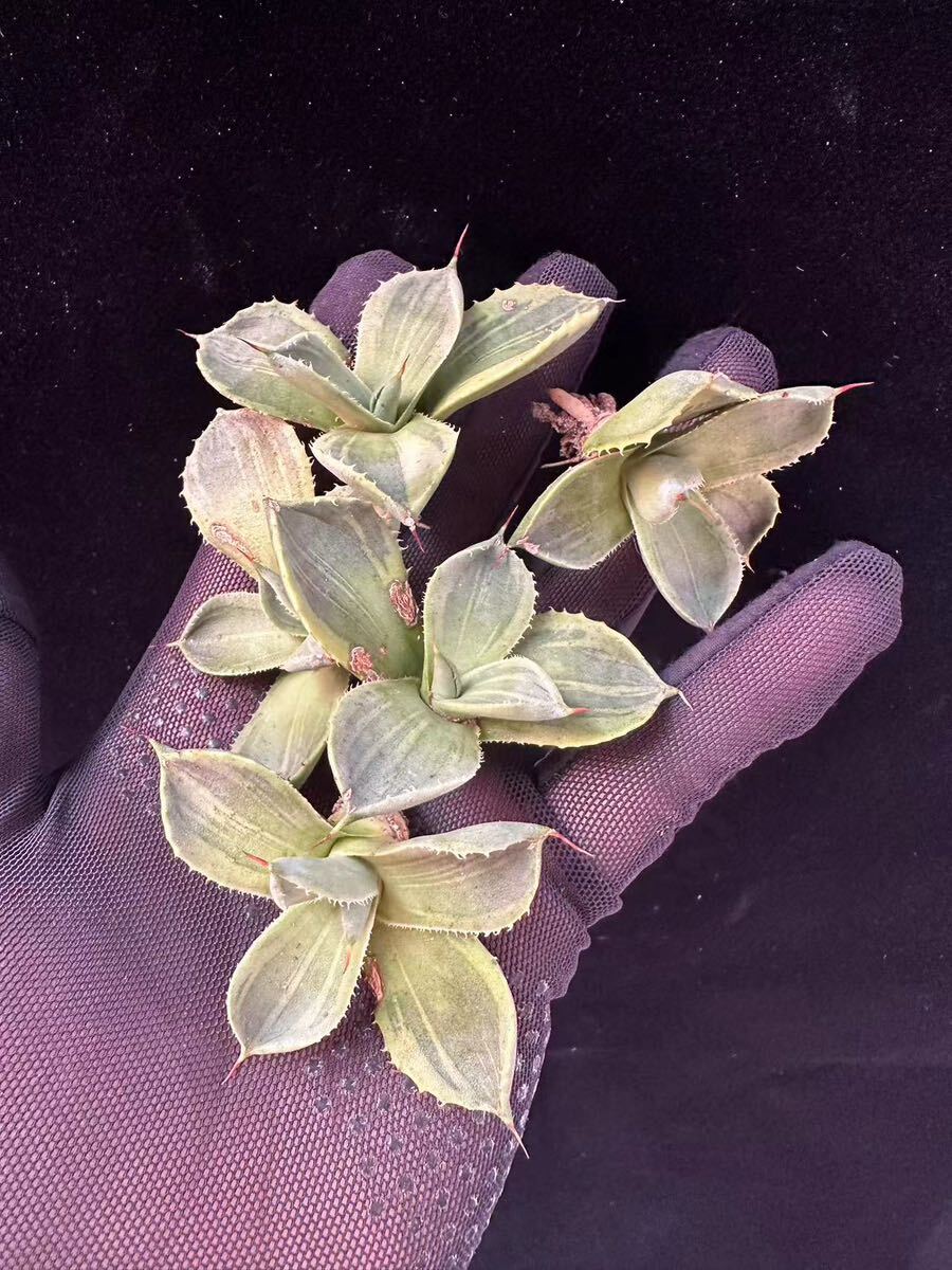 Yahoo!オークション - T73【瀧將plant】多肉植物 アガベ パリー トラン...