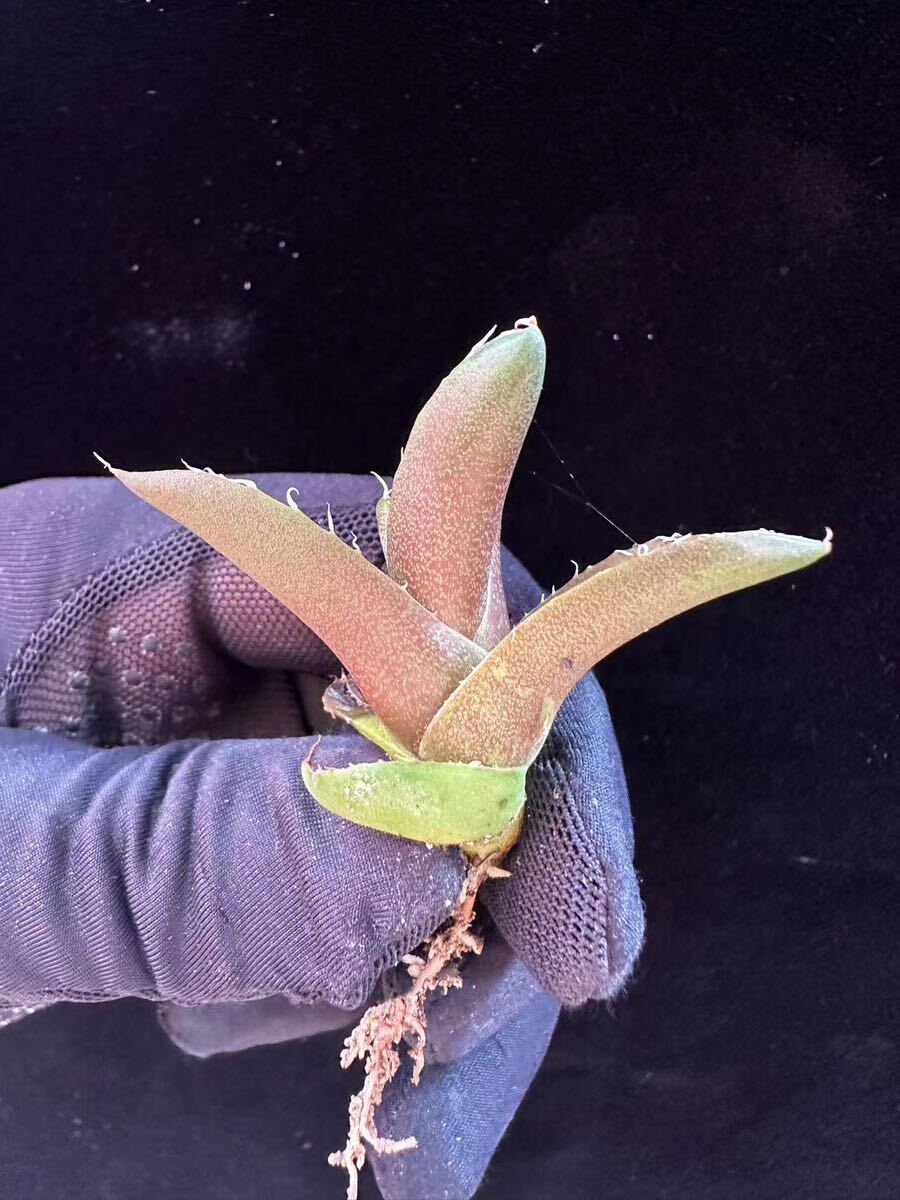 B37 瀧將plant 多肉植物 アガベ チタノタ Agave titanota White B37 瀧將plant 多肉植物 アガベ チタノタ Agave titanota White