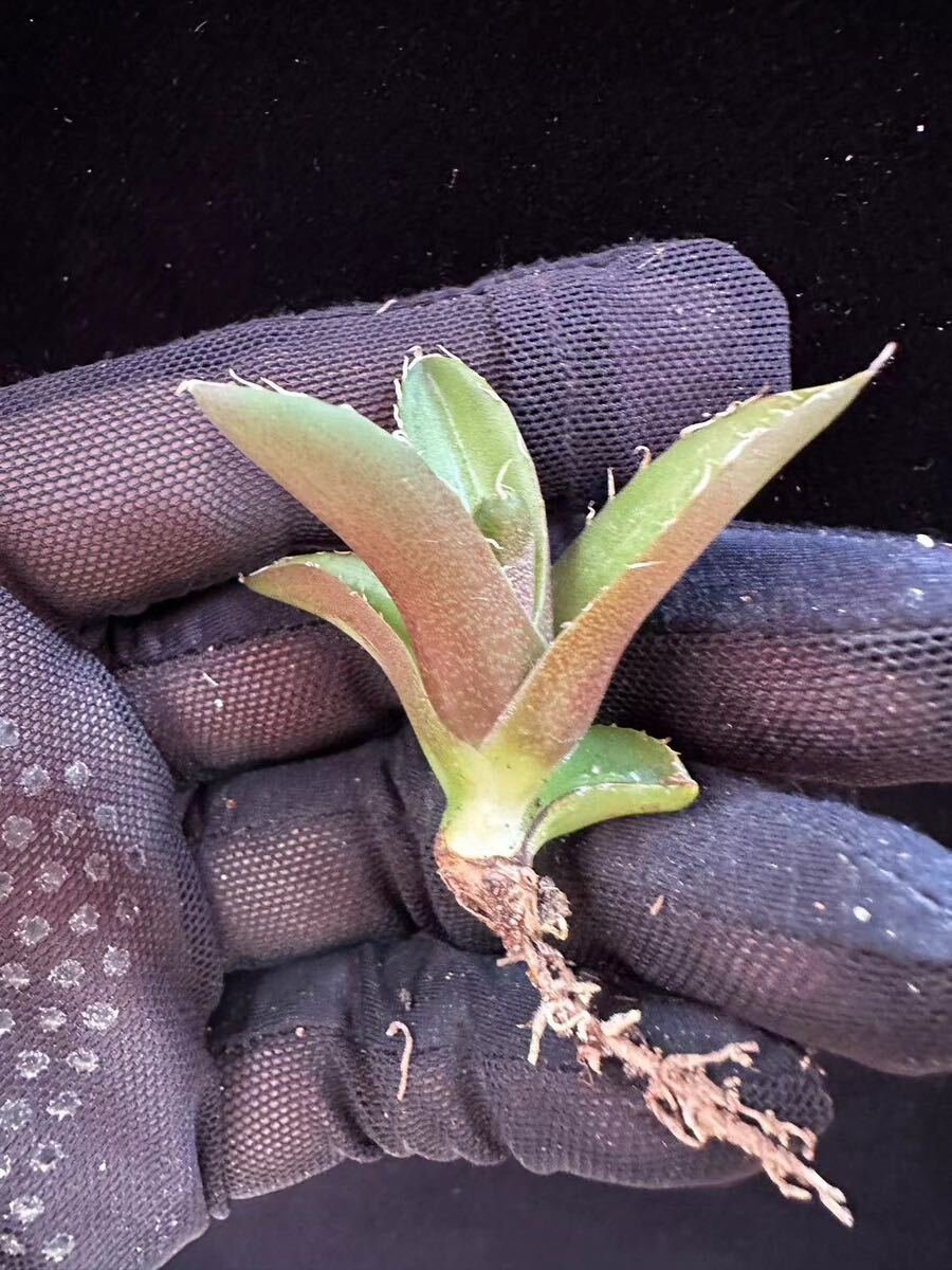 B37 瀧將plant 多肉植物 アガベ チタノタ Agave titanota White B37 瀧將plant 多肉植物 アガベ チタノタ Agave titanota White