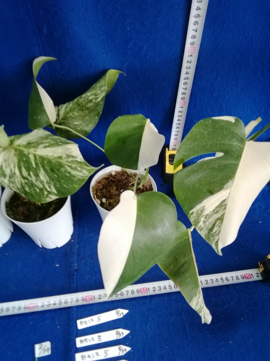 Yahoo!オークション - NO.0839 斑入り 古典 白斑入モンステラ 5ヶセッ...