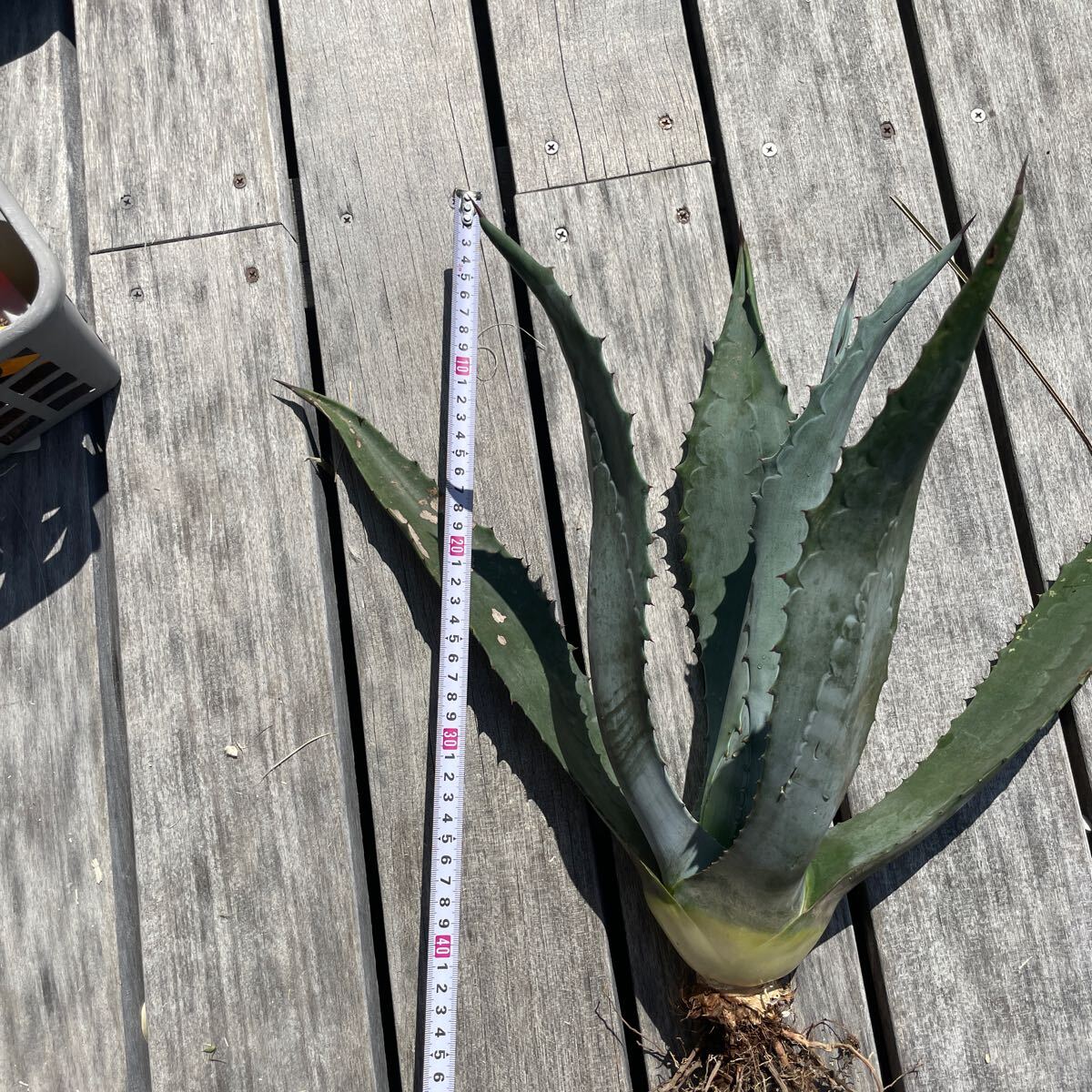 Yahoo!オークション - アガベ アメリカーナ シルバーブルー Agave amer...