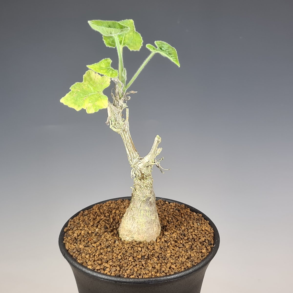 Yahoo!オークション - コラロカルプス・sp. Iringa Province Tanzania ...