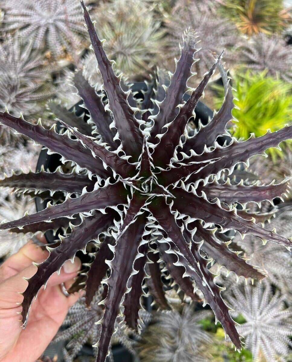 Dyckia 'Z'gok' Otto bromeliad hybrid 子株活着苗 ディッキア ブロメリア(アナナス)｜売買されたオークション情報、yahooの商品情報をアーカイブ公開 ...