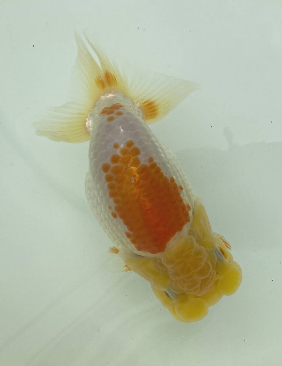 らんちゅう 当歳魚 極上個体 No.1 送料無料|らんちゅう らんちゅう 当歳魚 極上個体 No.1 送料無料|らんちゅう