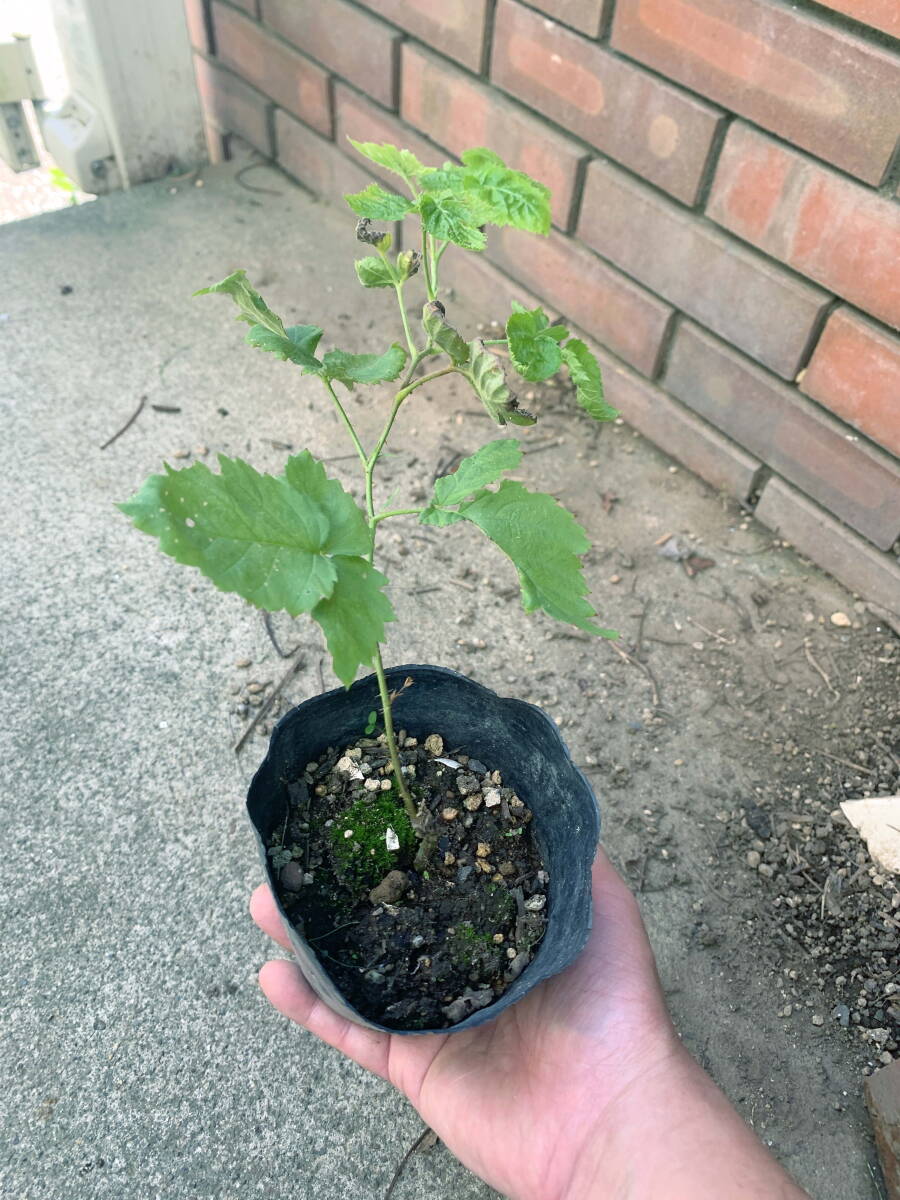 Yahoo!オークション - B104 ブラックベリー 苗 成人病予防 老化防止に...