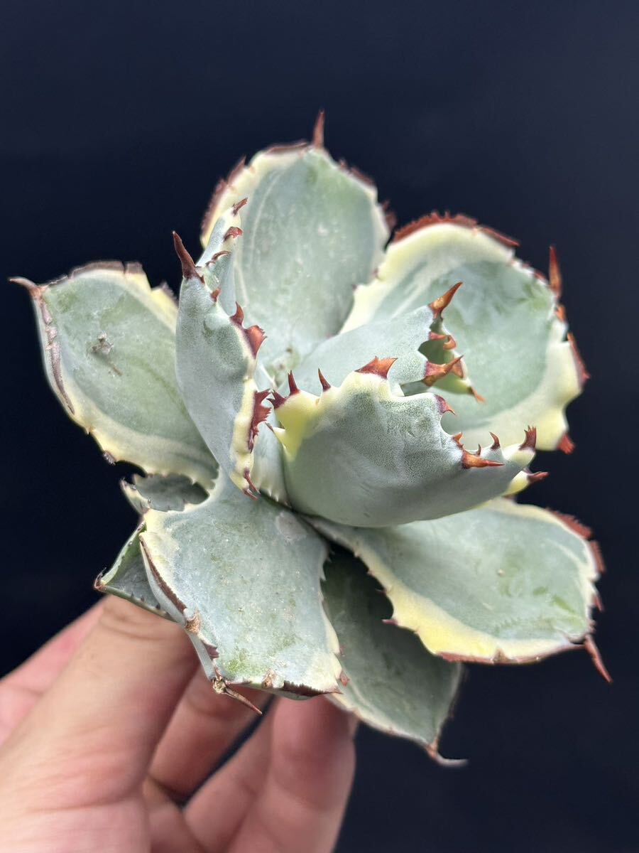 Yahoo!オークション - 067-3【輝泊園】アガベ 王妃甲蟹錦 王妃兜蟹錦 ...