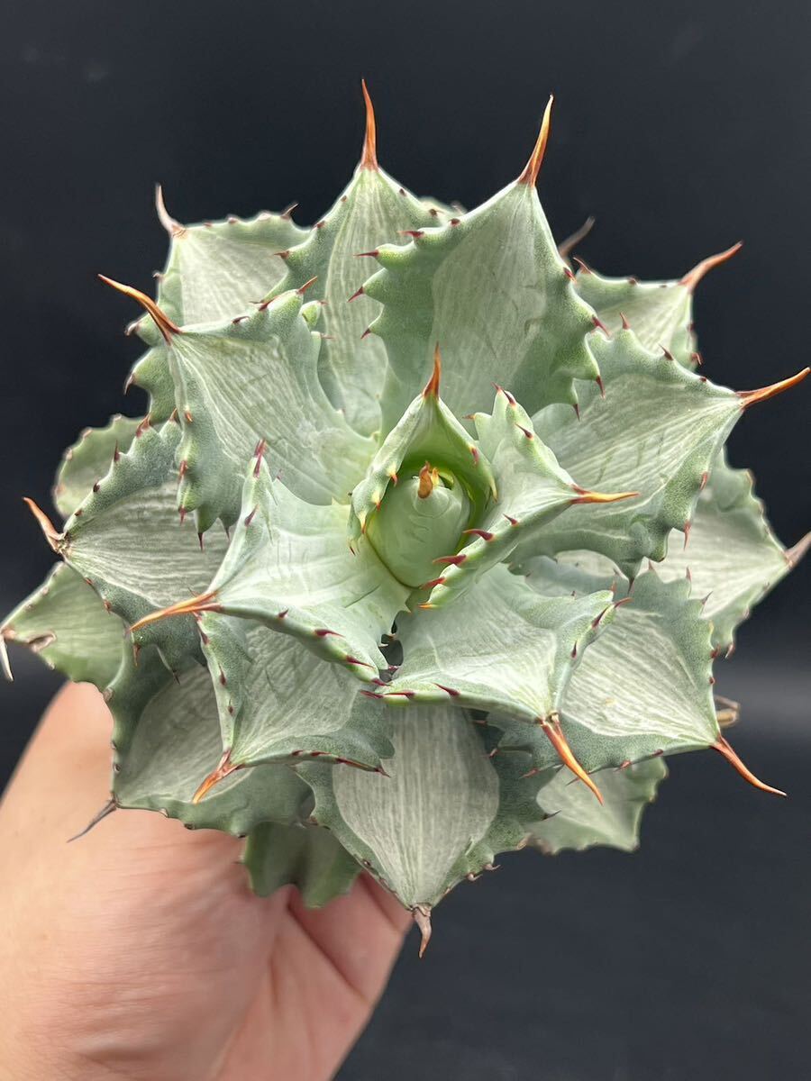 Yahoo!オークション - 071-3【輝泊園】特選 特選 アガベ 多肉植物 雷神...
