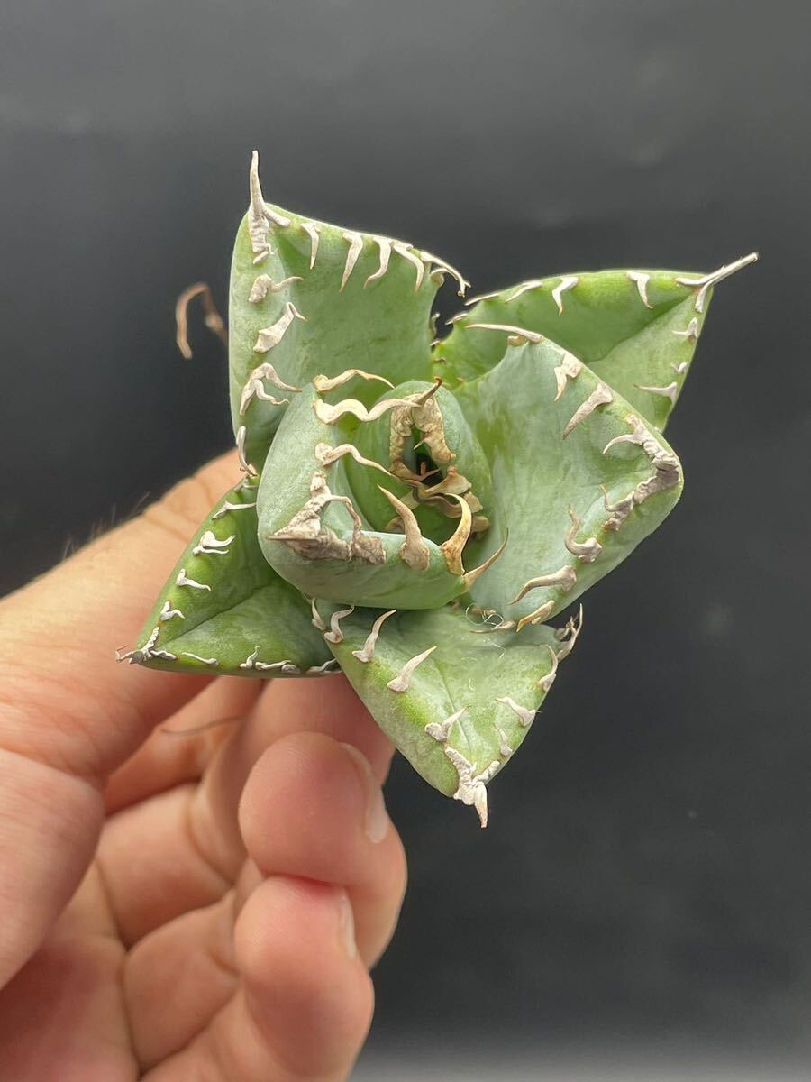 Yahoo!オークション - 014-3【輝泊園】多肉植物 アガベチタノタ 5株セ...