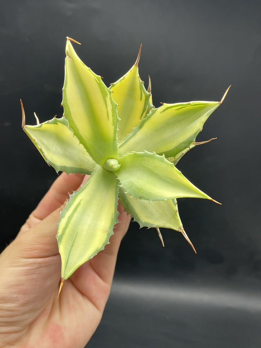 Yahoo!オークション - 071-1【輝泊園】特選 特選 アガベ 多肉植物 雷神...