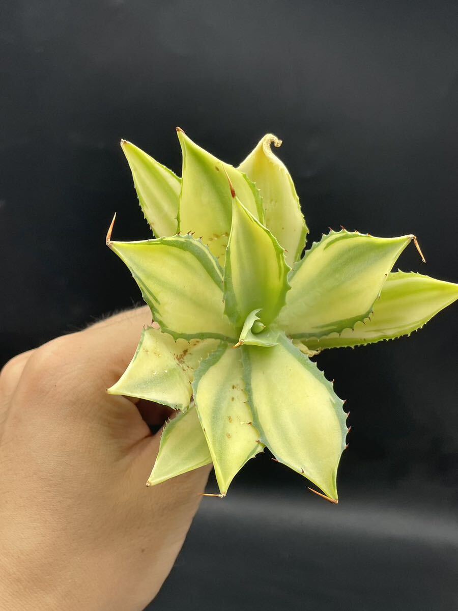 Yahoo!オークション - 071-3【輝泊園】特選 特選 アガベ 多肉植物 雷神...