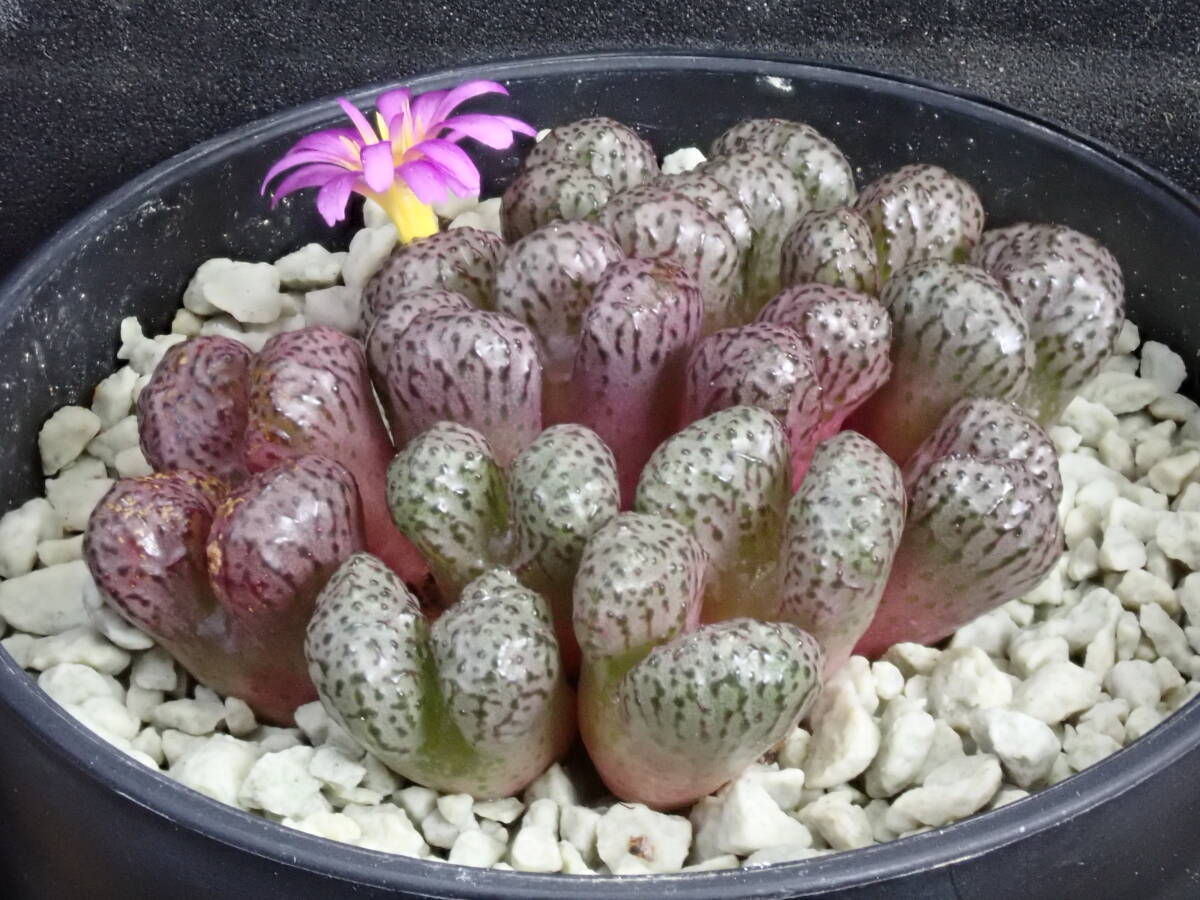 Yahoo!オークション - ルックホフィー Conophytum luckhoffii コノフィ...