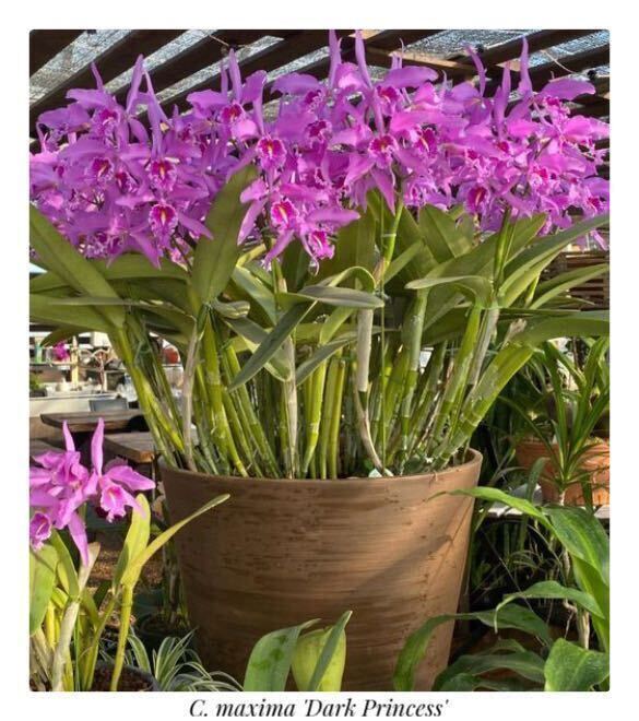 Yahoo!オークション - 洋蘭カトレア原種(オリジナル株) C.maxima ‘Dar...