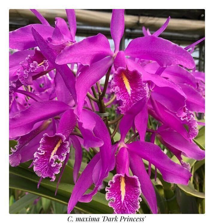 洋蘭カトレア原種 オリジナル株 C.maxima ‘Dark Princess’ SM/JOGA sp-c216(ラン)｜売買されたオークション情報、yahooの商品情報をアーカイブ公開 ...
