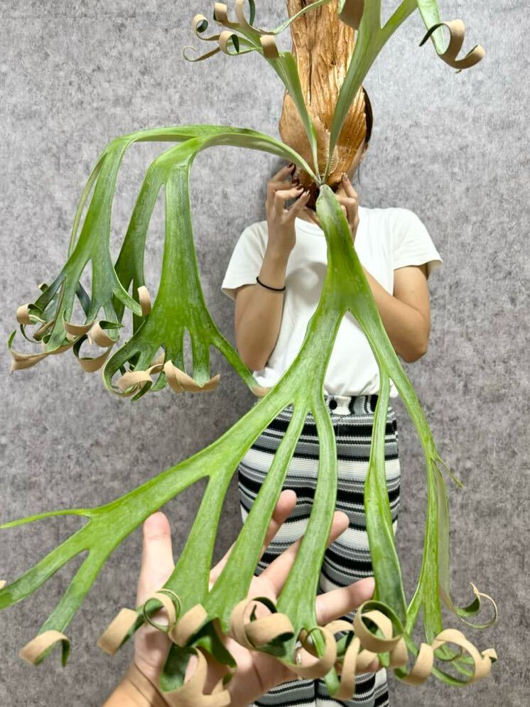 Yahoo!オークション - B92 特大・スーパーカール・細葉 P.willinckii f...