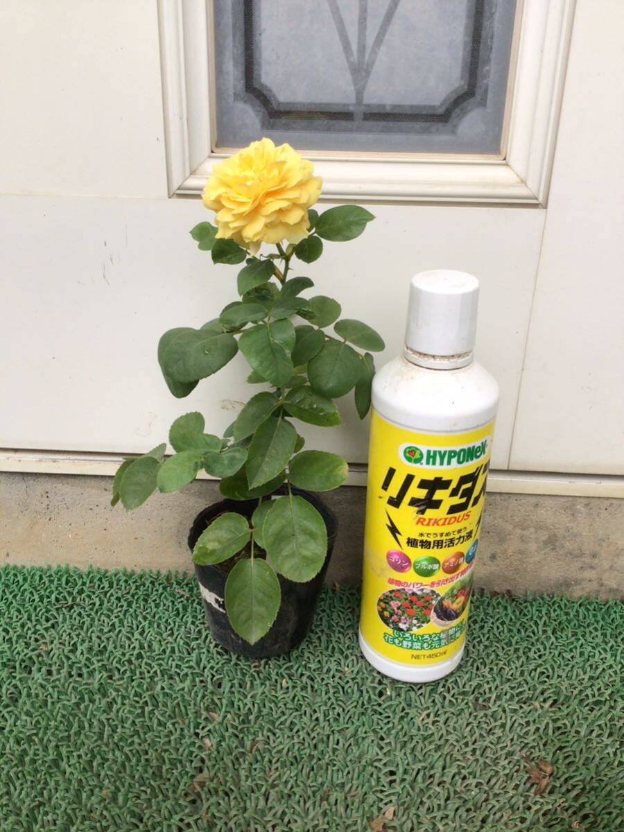 Yahoo!オークション - バラ苗 四季咲き