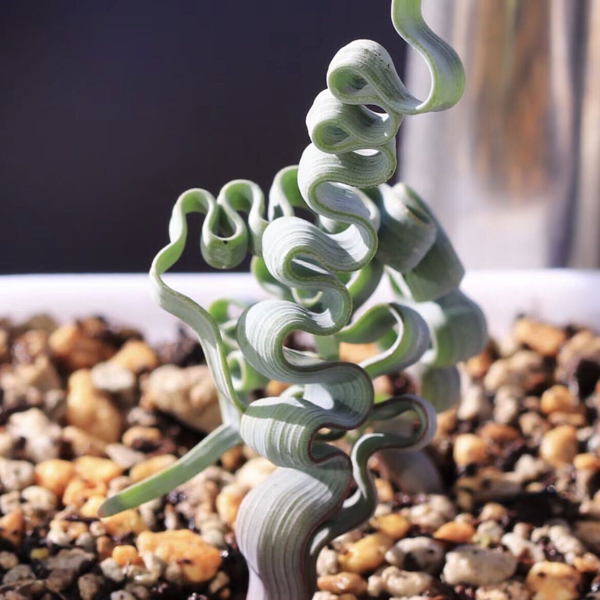 Yahoo!オークション - Fareal 009 Trachyandra tortilis