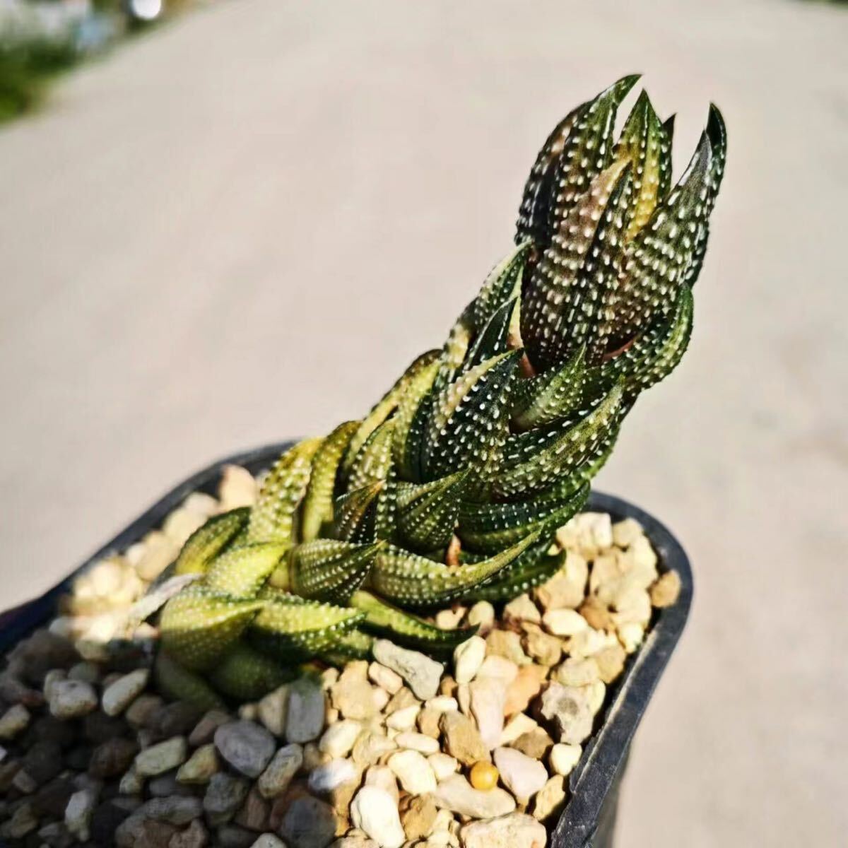 Yahoo!オークション - Fareal 276 ハオルチア 九輪塔錦