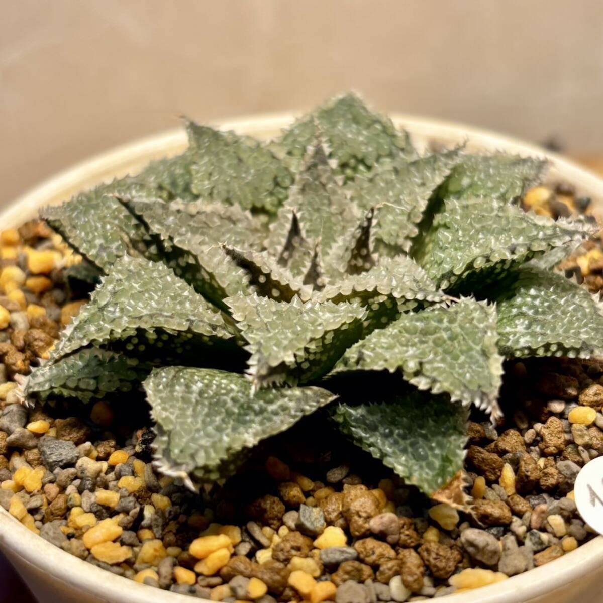 Yahoo!オークション - Fareal C187 ハオルチア スターズフェアリー（...