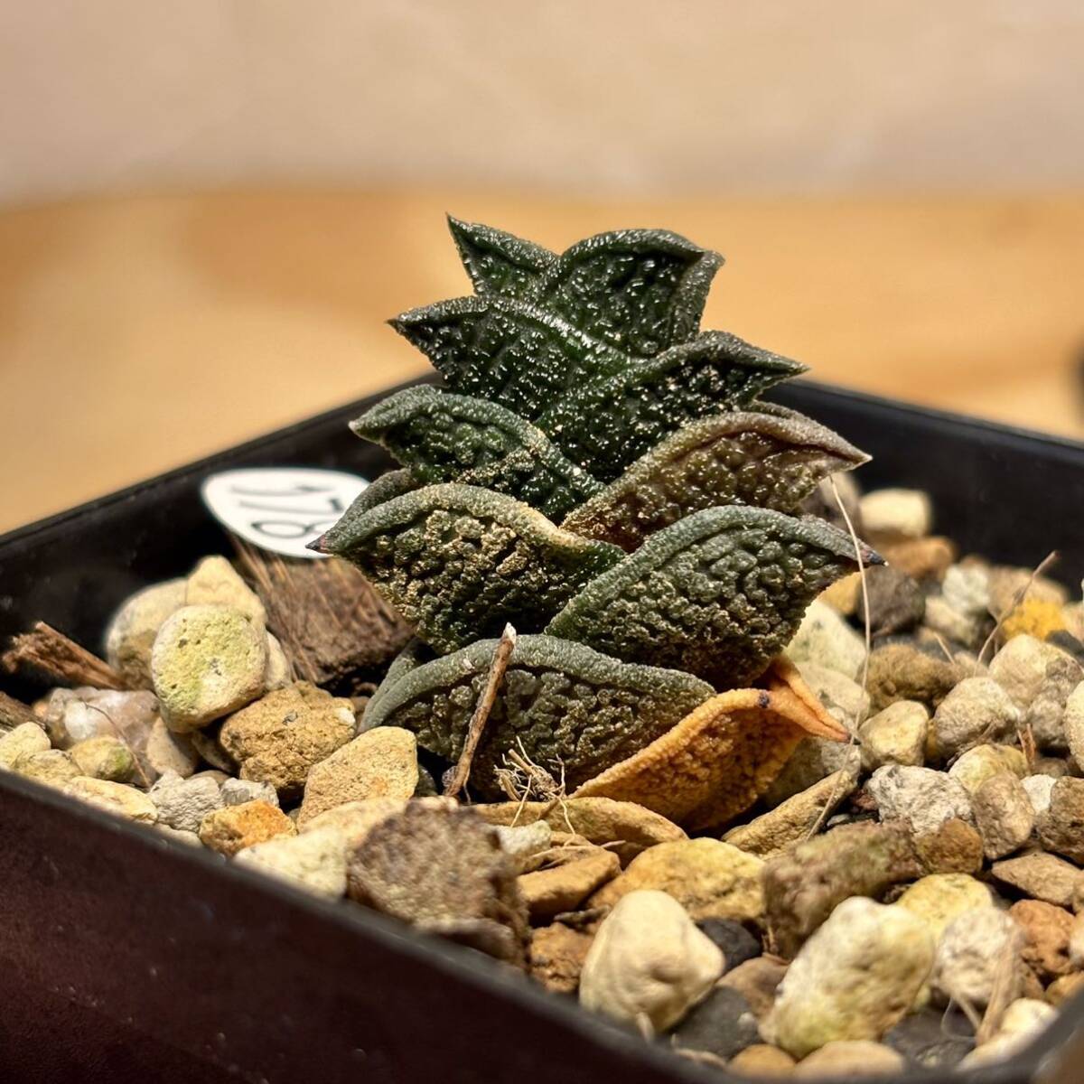 Yahoo!オークション - Fareal C178 ハオルチア ニグラ nigra var dive...