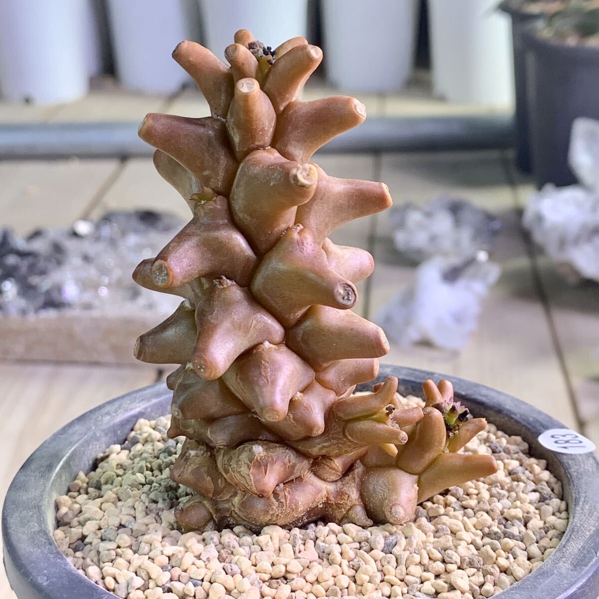 Yahoo!オークション - Fareal B183 オトンナ ヘレー 蛮鬼塔Othonna he...