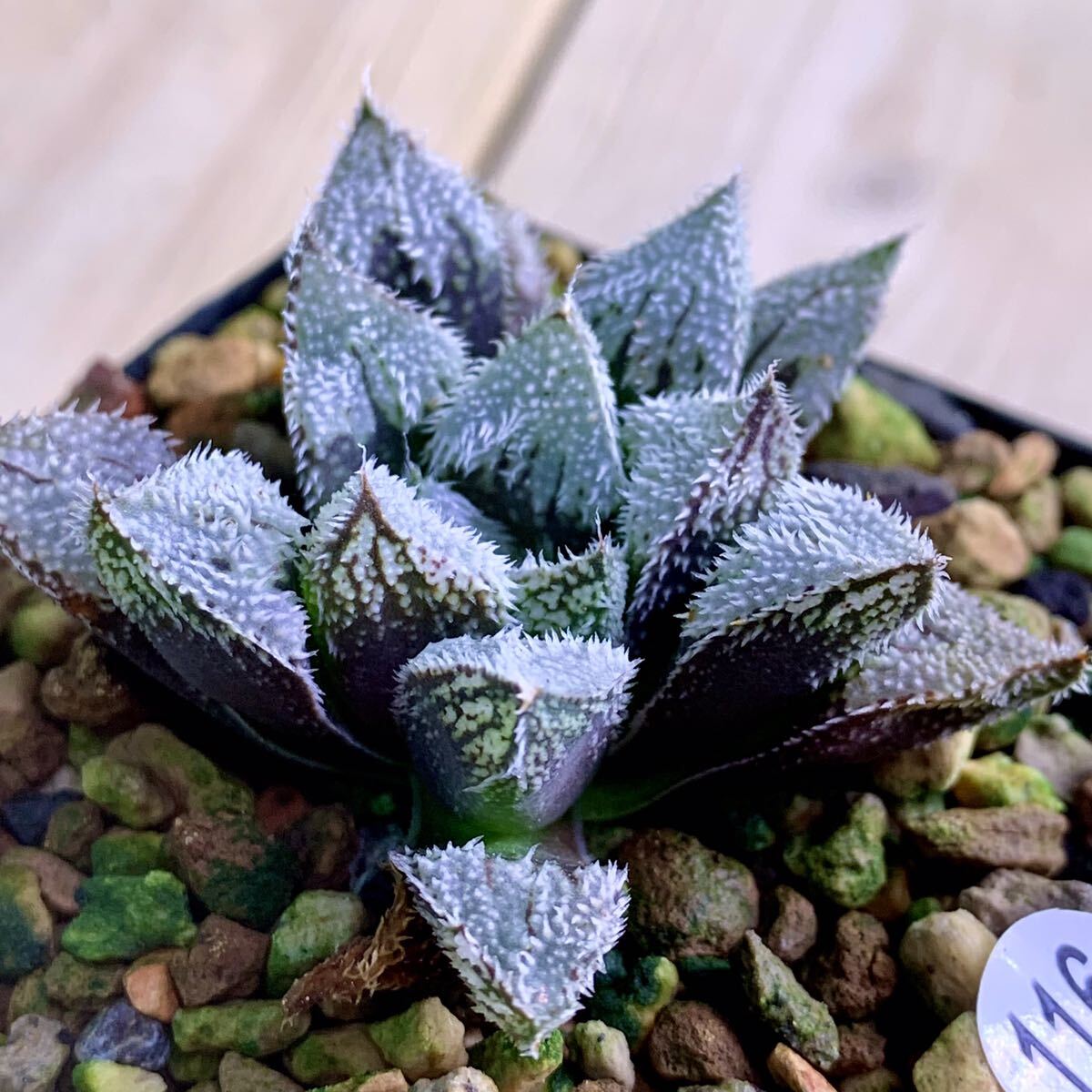 Yahoo!オークション - Fareal B116 ハオルチア 雪姫B x 森の妖精 とに...