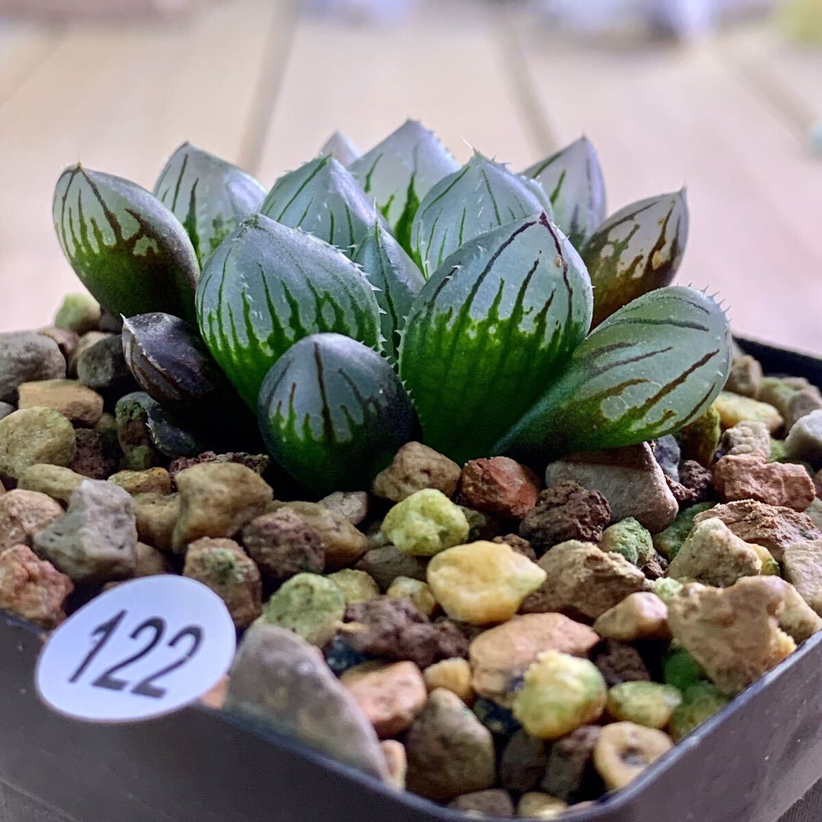 Yahoo!オークション - Fareal B122 ハオルチア 老川NO.1ブルーオブツ...