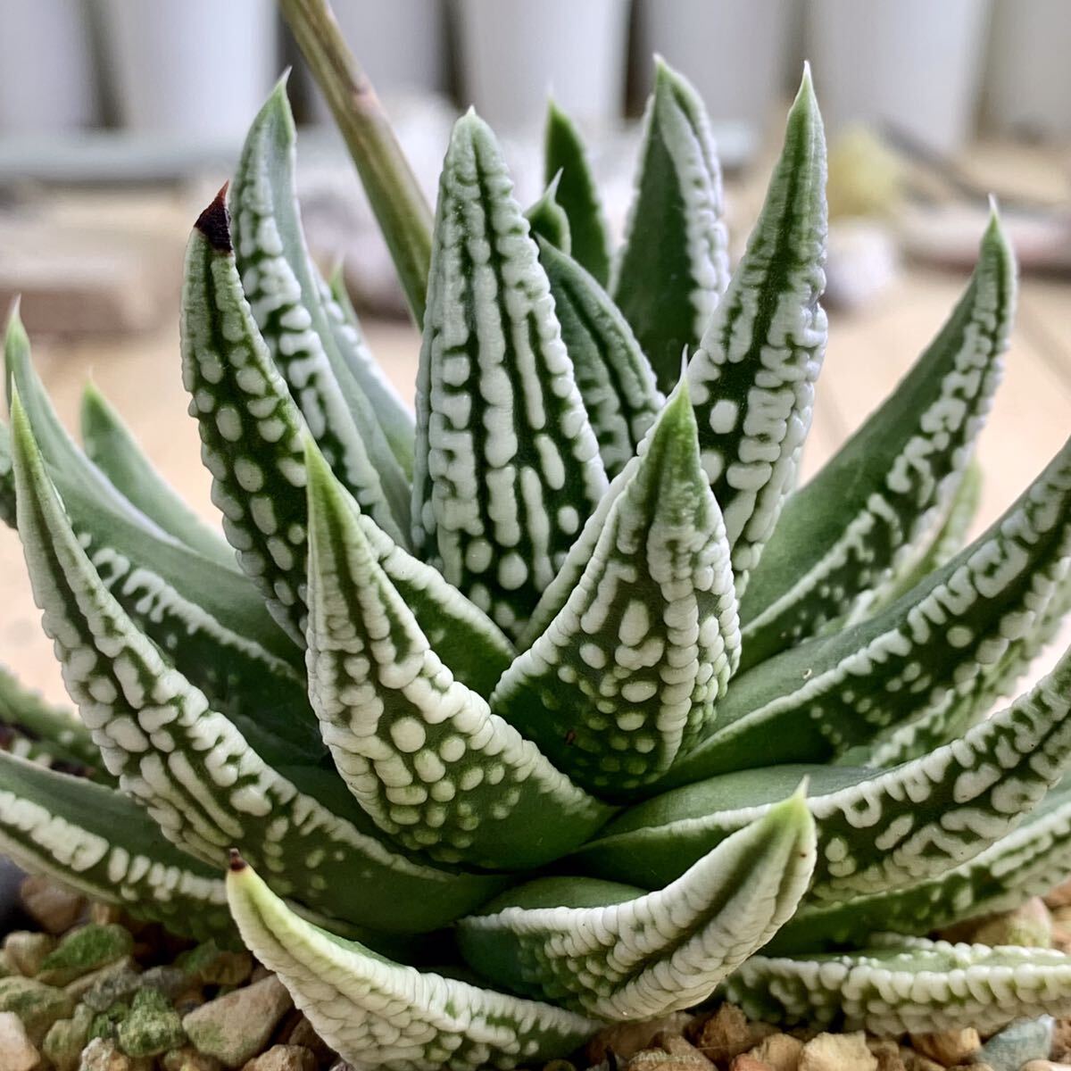 Yahoo!オークション - Fareal B168 ハオルチア 皇帝 大株