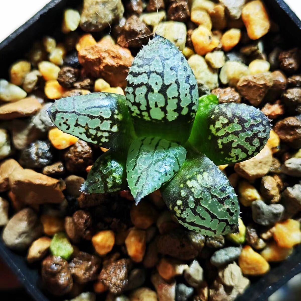 Yahoo!オークション - Fareal X28 ハオルチア マリリン 京鹿の子 唐草...