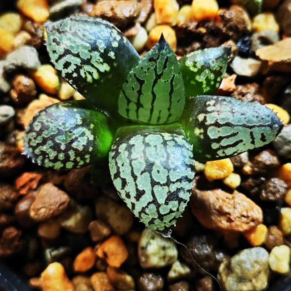 Yahoo!オークション - Fareal X28 ハオルチア マリリン 京鹿の子 唐草...